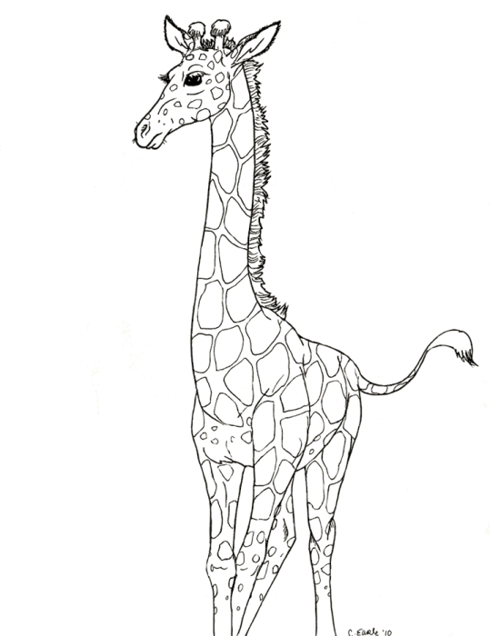 Giraffes 14 | Coloring Pages 24